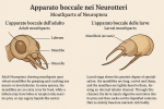 Apparato boccale dei Neurotteri – Mouthparts of Neuroptera – 458socom.org